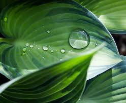 A Meaningful Gardening Metaphor – Inspired New Horizons